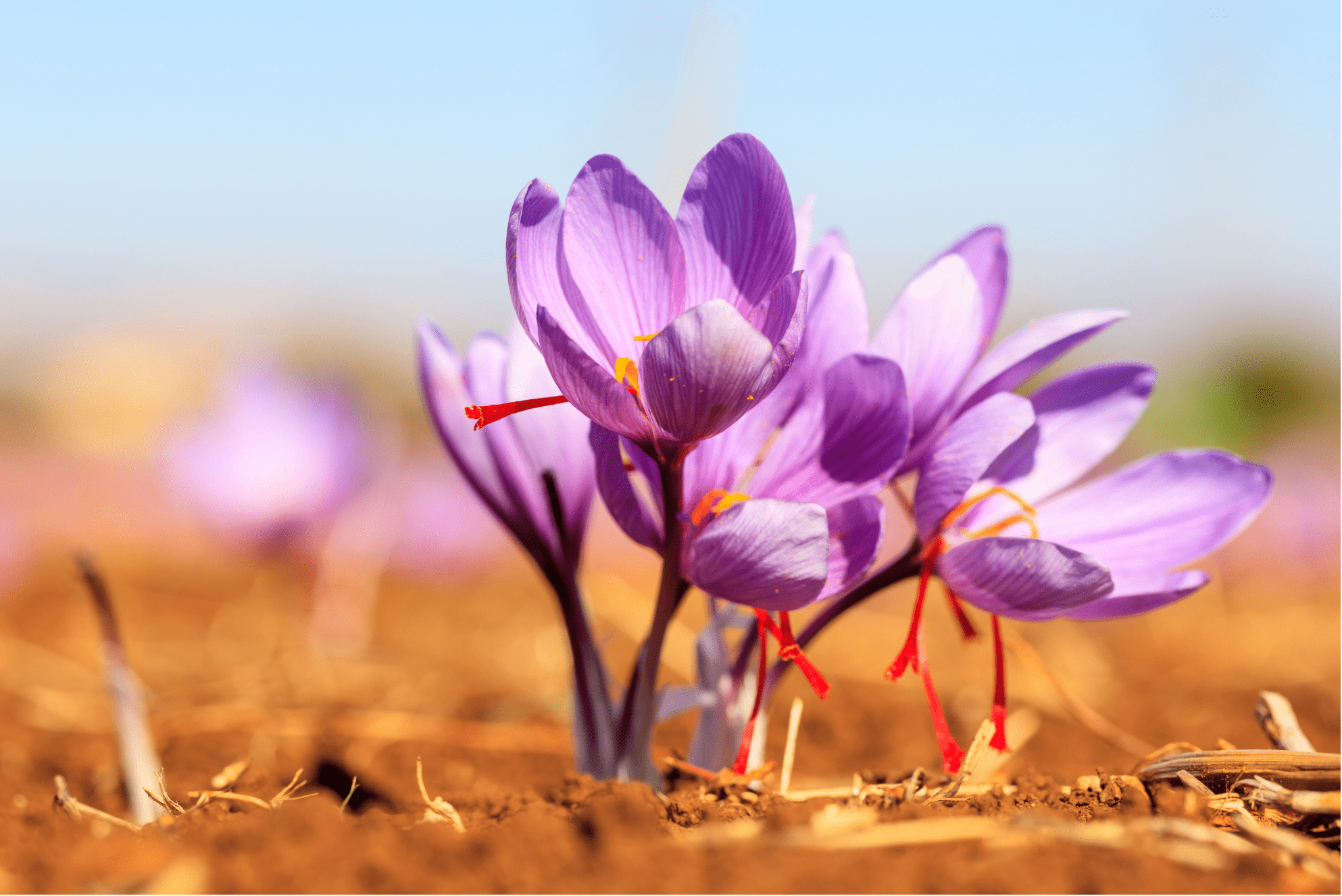 Kesar Flower Name & Origin - Buy Kashmiri Saffron